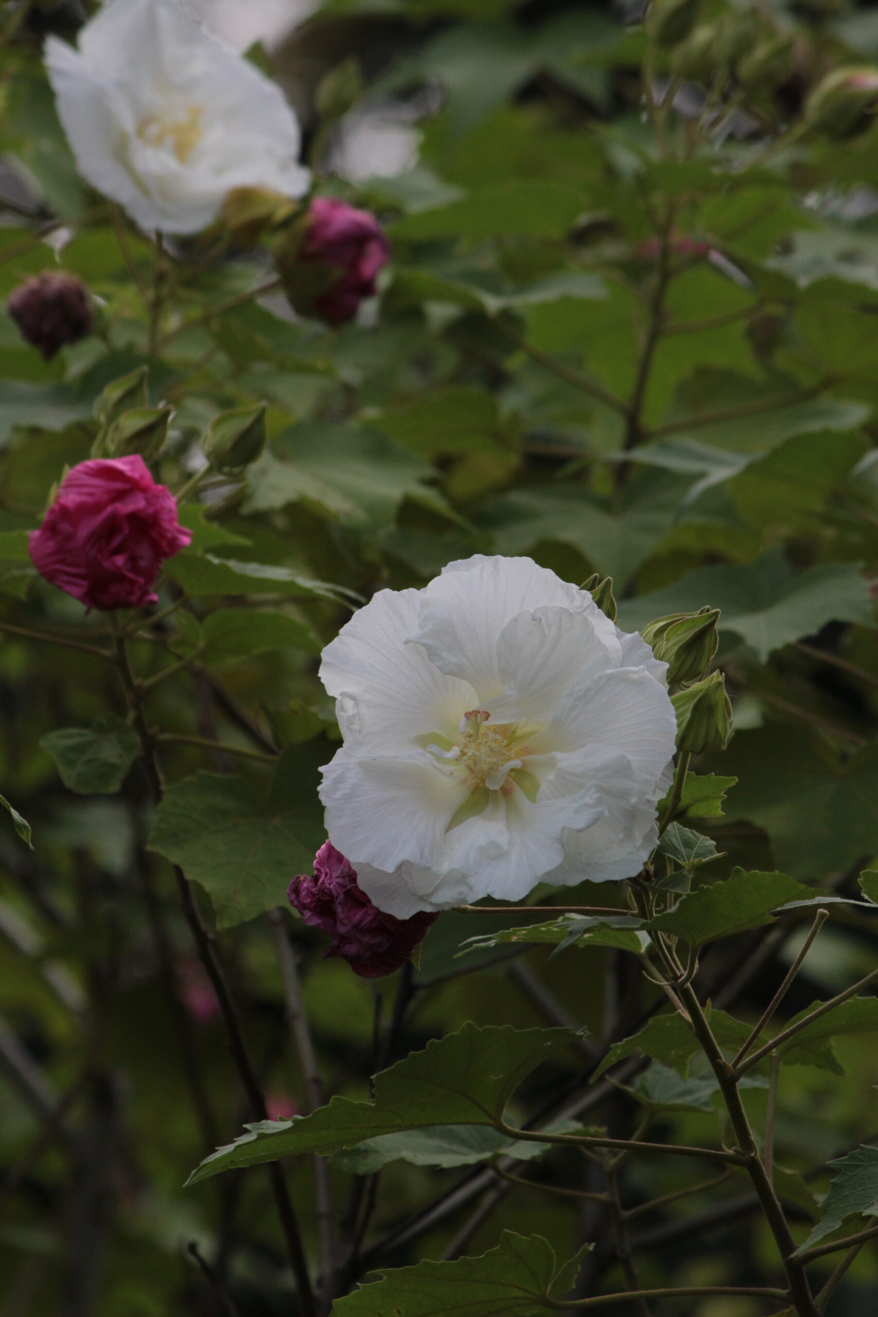 都市緑化植物園 | 服部緑地