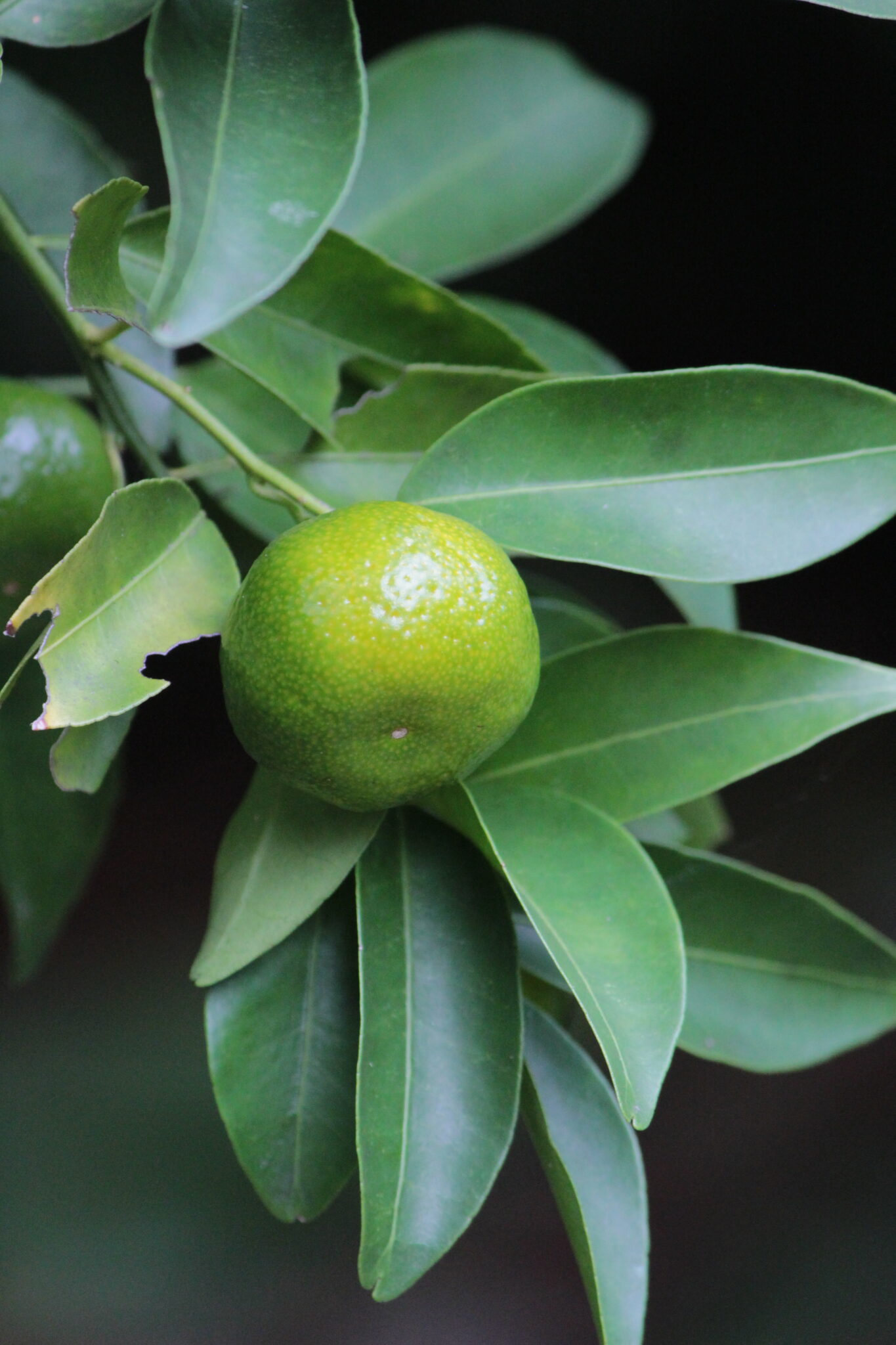 花情報 | 服部緑地